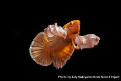 Dumbo Fish - Free Photo (5RVoEO) - Noun Project