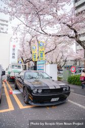 Car On The Road Under Cherry Blossom Tree In Japan - Free Photo (5RJPO5 ...
