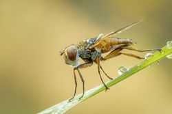 Smashed Fly Photos - Download 299 Free Images - Noun Project