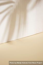 Beige Wall With Tropical Palm Tree Shadow - Free Photo (4ZlX10) - Noun ...
