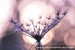 Delicate Wispy Dry Plant With Selective Focus - Free Photo (5aQwA5 ...