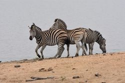 Zebra Cross Sign Photos - Download 2,885 Free Images - Noun Project