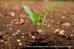 Young plant budding from soil - Premium Photo (5qkD8a) - Noun Project