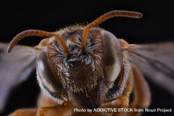 Fluffy orange flying insect with transparent wings - Free Photo (bENXQ7 ...