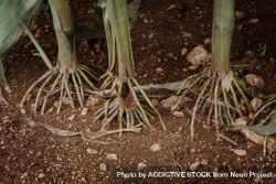 Roots of corn growing in soil in field - Free Photo (0LdRRe) - Noun Project