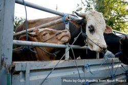 Cows Being Transported In The Back Of A Vehicle - Free Photo (0yePj0 ...