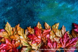 Teal Background With Autumn Leaves - Free Photo (bDXQ8b) - Noun Project