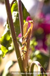 Close Up Of Praying Mantis On Branch, Vertical - Free Photo (0glO85 ...