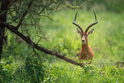 Front Facing Camera Photos - Download 2887 Free Images - Noun Project