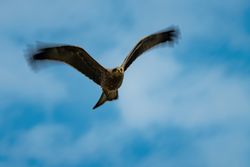 Kite Shape Photos - Download 1116 Free Images - Noun Project