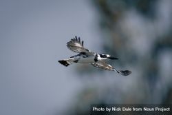 Pied Kingfisher With Catchlight Flies Past Trees - Free Photo (bG83x0 ...