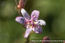 Beautiful Toad Lily Flower Growing Outside With Copy Space - Free Photo ...