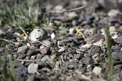 Square Hatch Photos - Download 829 Free Images - Noun Project