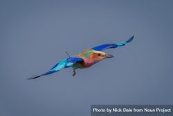 Lilac-Breasted Roller Flies Through Sky With Catchlight - Free Photo ...