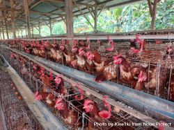 Laying Hen Farming - Free Photo (4mWjEB) - Noun Project