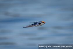 Wire-Tailed Swallow With Catchlight Flies Across River - Free Photo ...