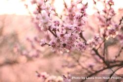 Cherry Blossom Tree Budding In Spring - Free Photo (0W7mp0) - Noun Project
