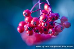 Small red berries growing wild - Free Photo (5wQgAb) - Noun Project