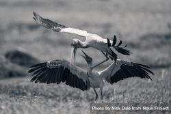 Mono Yellow-Billed Storks Fight On Grassy Riverbank - Free Photo ...