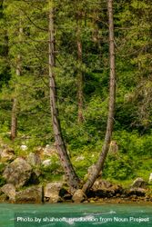 Split Tree On Bank Of Katora Lake In Pakistan, Vertical Composition ...
