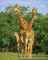 Two Giraffes And Offspring Standing On Green Grass Field Near Trees ...