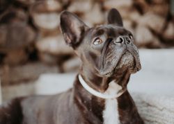 Pointed Cane Photos - Download 112 Free Images - Noun Project