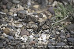 Newly Hatched Killdeer Chicks In The Nest At Lake Elmo Park Reserve ...