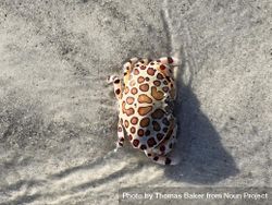 Leopard crab, top view - Free Photo (4jkJ3b) - Noun Project