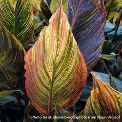 Large Canna Phasion Leaf Catching Sunlight - Free Photo (417xZ0) - Noun ...