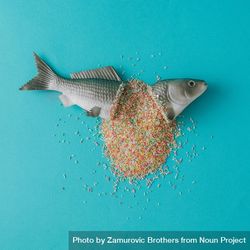 Fish Cut In Half With Pile Of Colorful Sprinkles - Free Photo (5wwnR5 ...