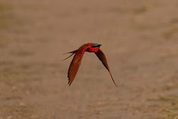 Bee Flight Path Photos - Download 1705 Free Images - Noun Project