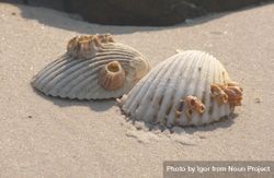 Two Shells Are On The Tropical Beach In Macro Style. Shell And Sand ...