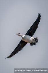 Spur-Winged Goose With Open Wings Soaring Through The Sky, Vertical ...