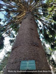 Looking Up At A Bunya-Bunya Tree - Free Photo (0Vq2Db) - Noun Project