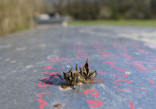 Bee Trail Photos - Download 998 Free Images - Noun Project