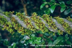 Moss on rope in forest - Free Photo (4BalBX) - Noun Project