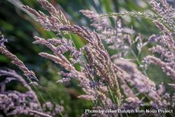 Wildgrass In Field On Sunny Day - Free Photo (0KwJ10) - Noun Project