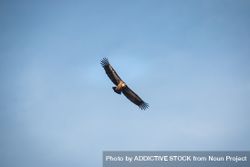 Hawk flying in sky - Free Photo (5lRwV7) - Noun Project