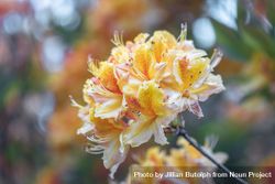 Side view of orange azalea - Free Photo (48zMJ0) - Noun Project