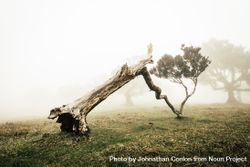 A Tipped Over Madeira Tree On A Foggy Day - Free Photo (5poAy0) - Noun ...