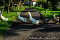 Ducks Crossing Path In Lopota Lake - Free Photo (4Az628) - Noun Project