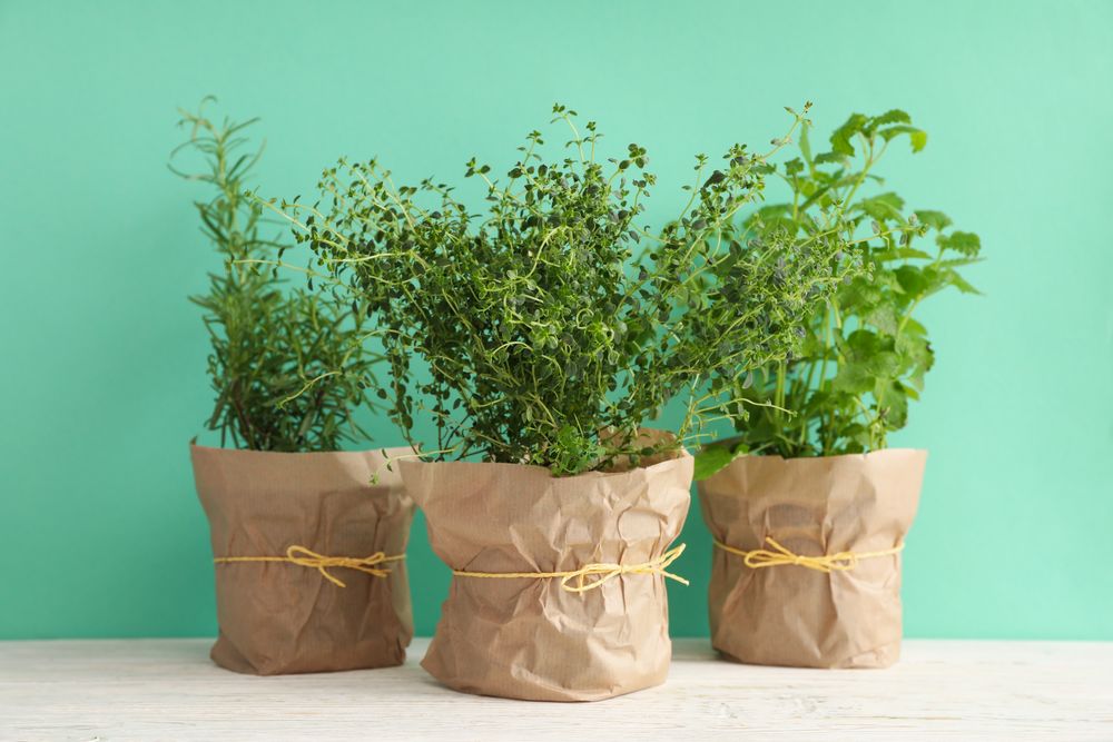 Green - Free Photo by AtlasStudio (bEBok1) - Noun Project