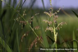 Wild rice growing in a field - Free Photo (5QOyeb) - Noun Project
