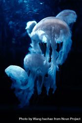 Mystical Jellyfish Dance – Underwater Elegance - Free Photo (5qPAzY ...