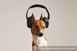 Dog in headphones - Premium Photo (48L9Z4) - Noun Project