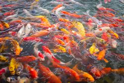 Carf-Fish Photos - Download 1,701 Free Images - Noun Project