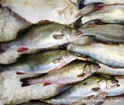 Fresh Raw Seafood On Ice For The Market In Close Up Top View Layout ...