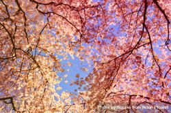Bottom view of cherry blossom tree in bloom - Free Photo (bE7jM5 ...